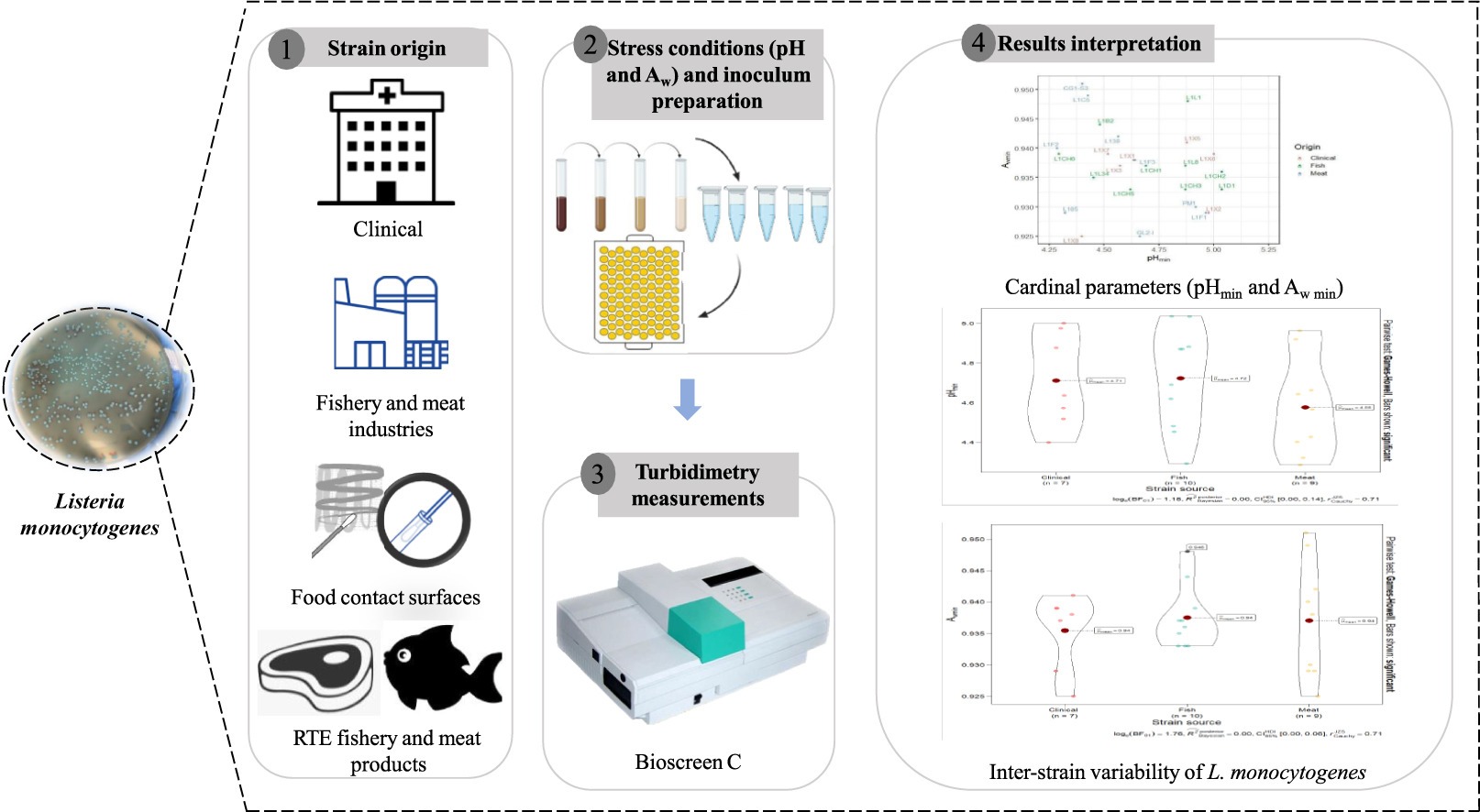 Listeria monocytogenes